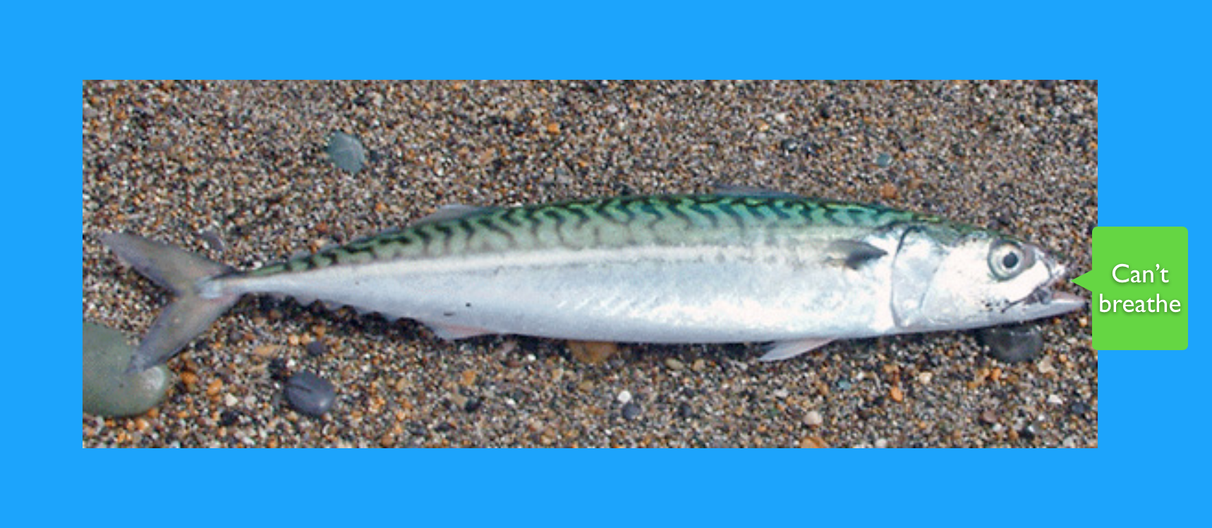 Mad Mackerel’s Favourite Songs of the Year – Dr Roddy’s Selections ...